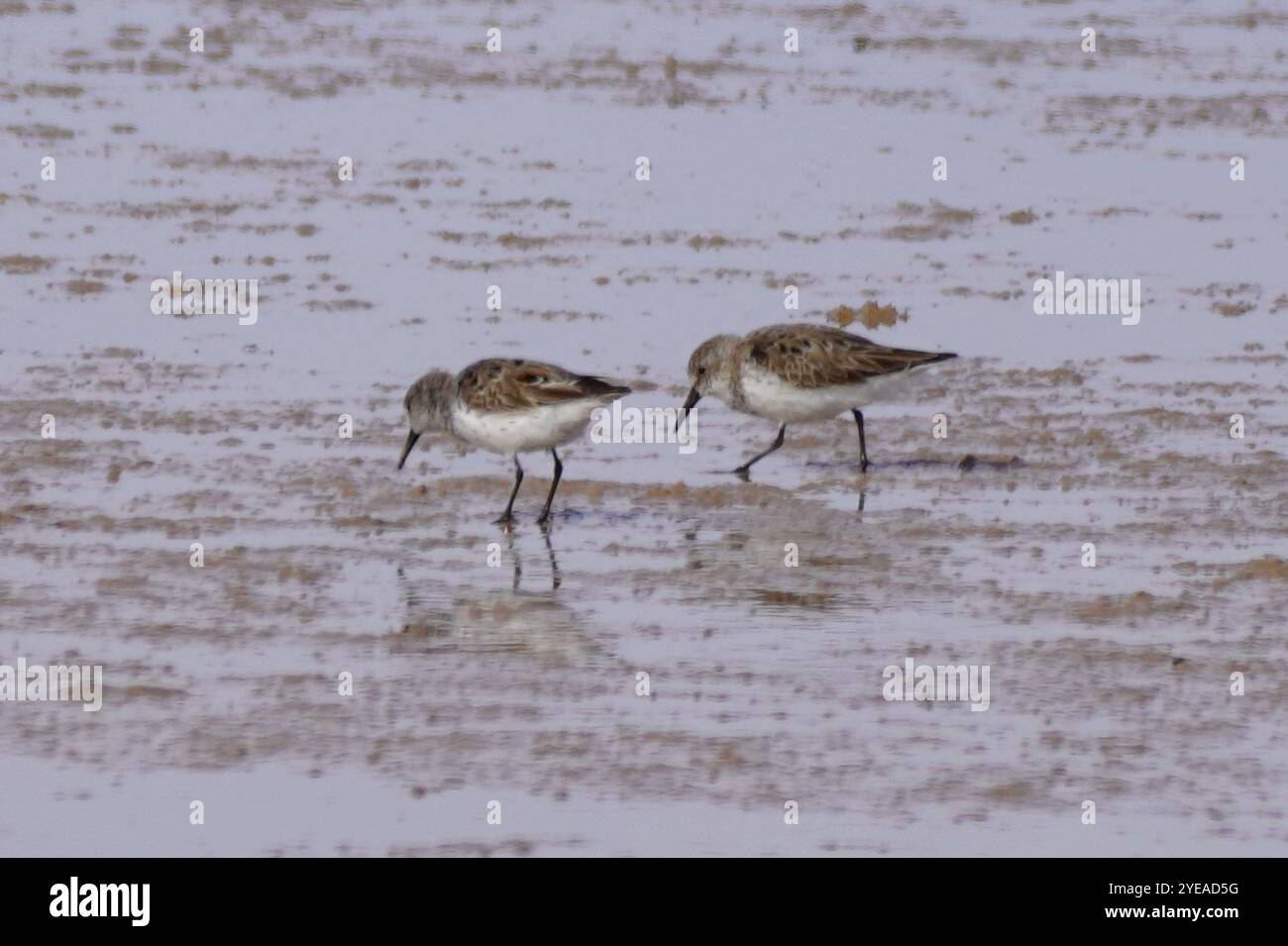 Western Sandpiper (Calidris mauri Stock Photo - Alamy