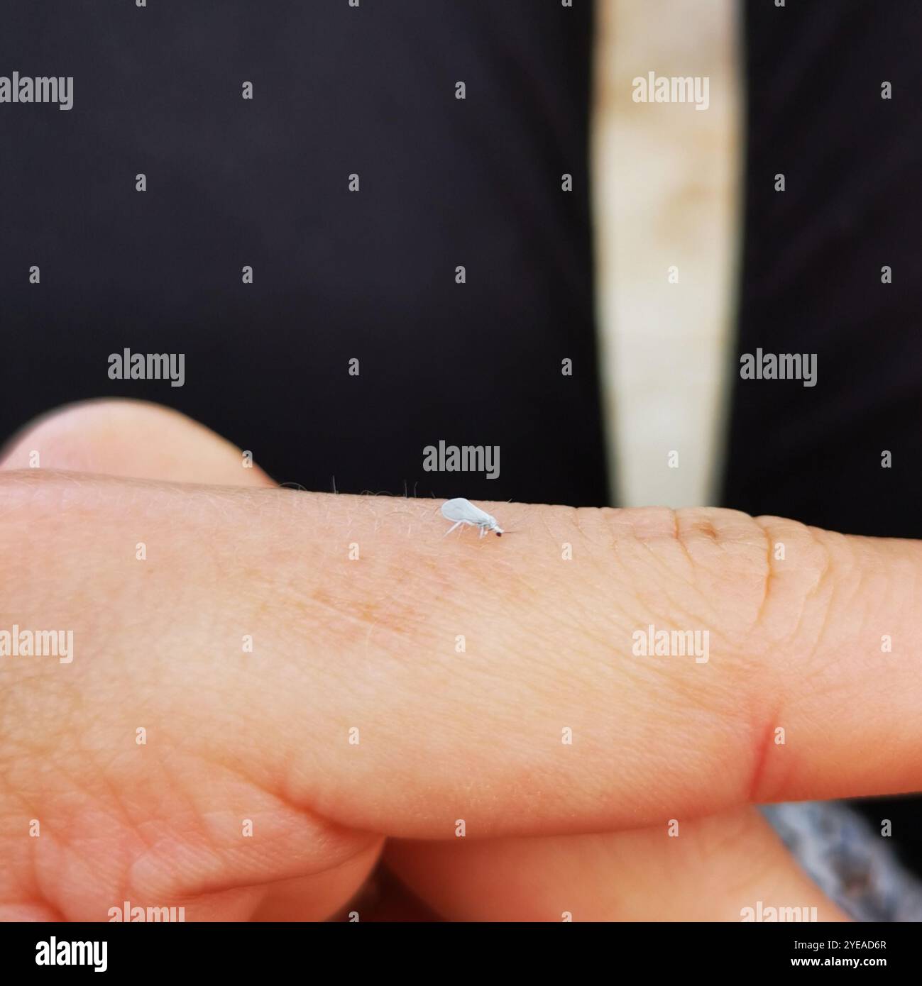 Dusty-winged Lacewings (Coniopterygidae Stock Photo - Alamy