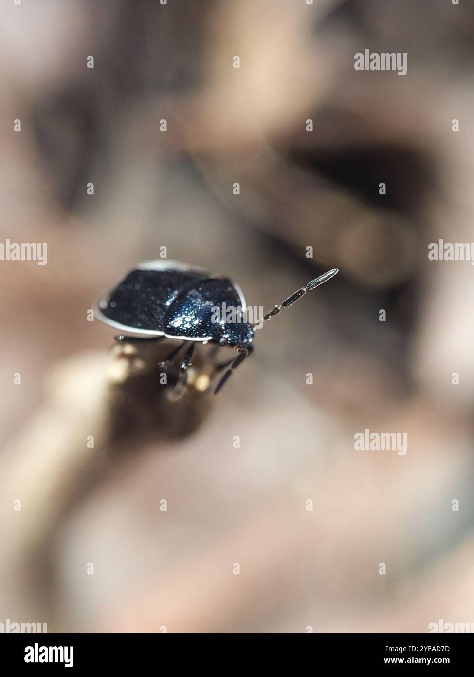 White-margined Burrower Bug (Sehirus cinctus Stock Photo - Alamy