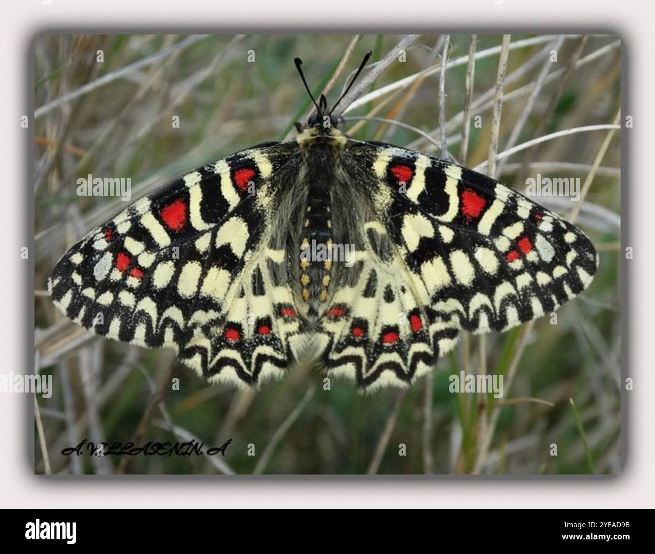 Spanish Festoon (Zerynthia rumina Stock Photo - Alamy