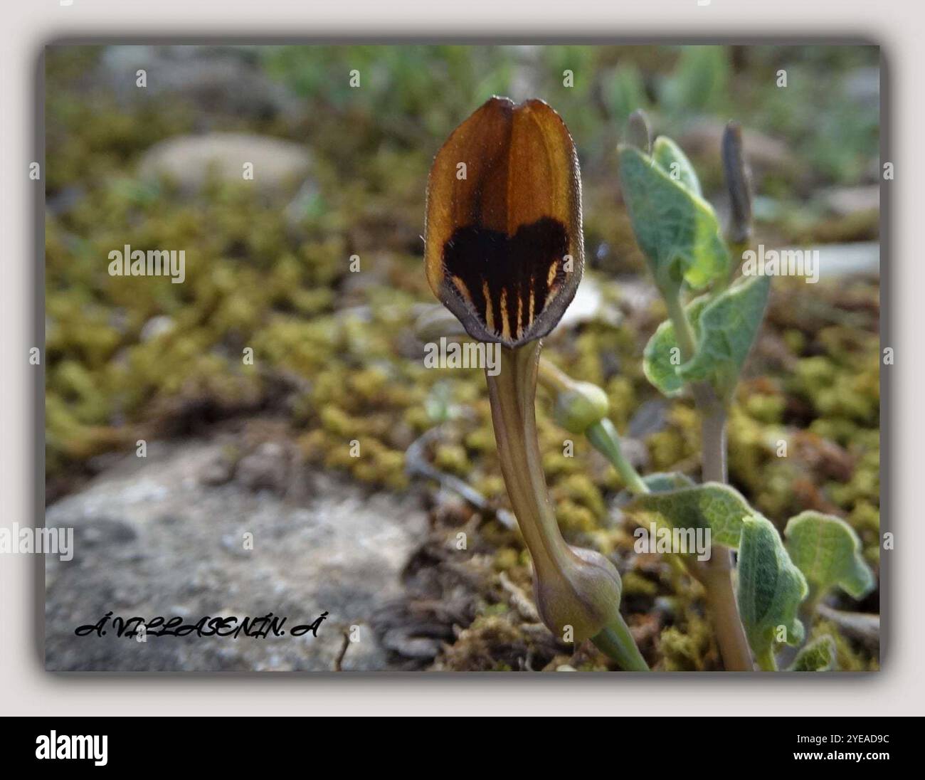 Spanish Birthwort (Aristolochia pistolochia Stock Photo - Alamy