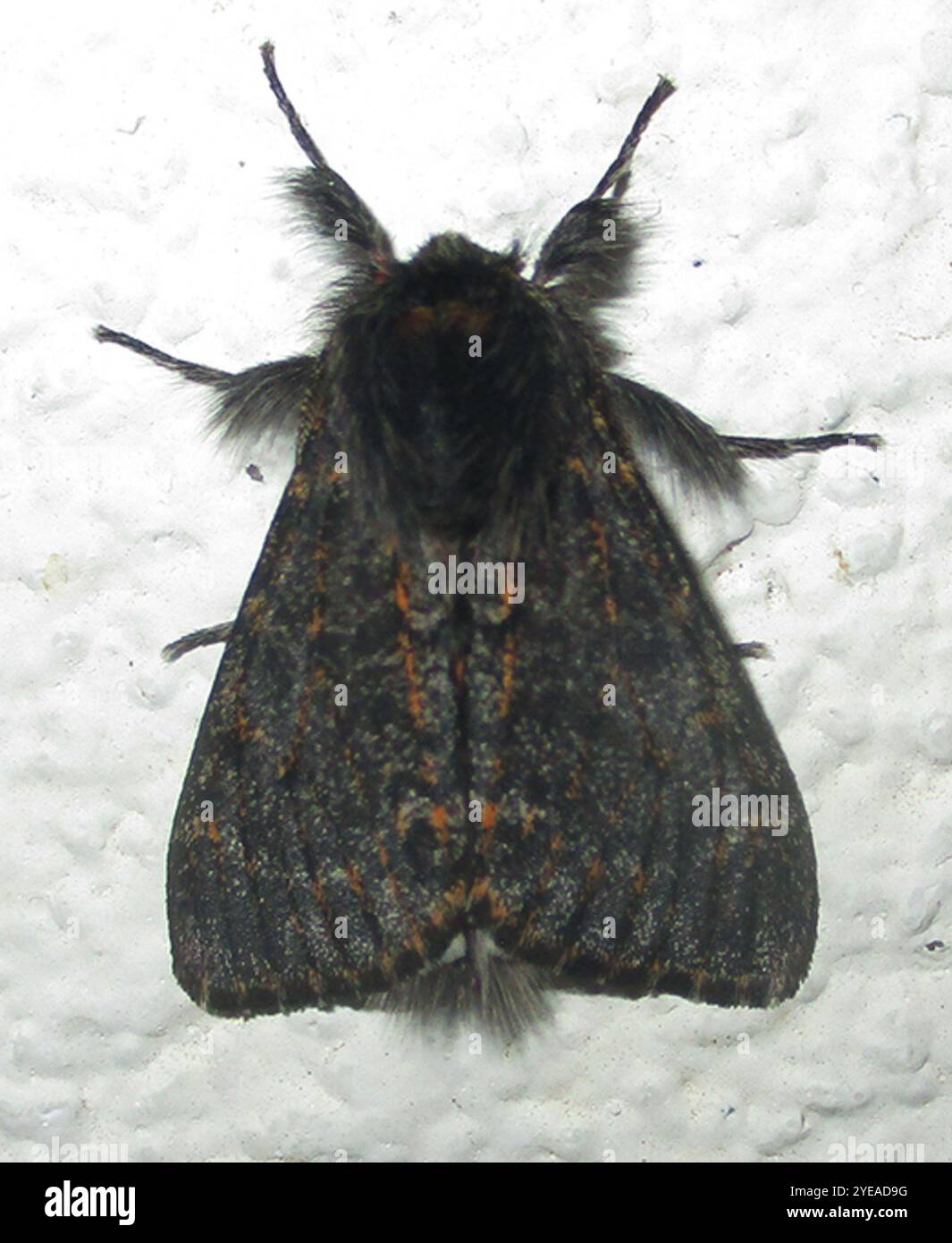 Tussock Moths (Lymantriinae Stock Photo - Alamy