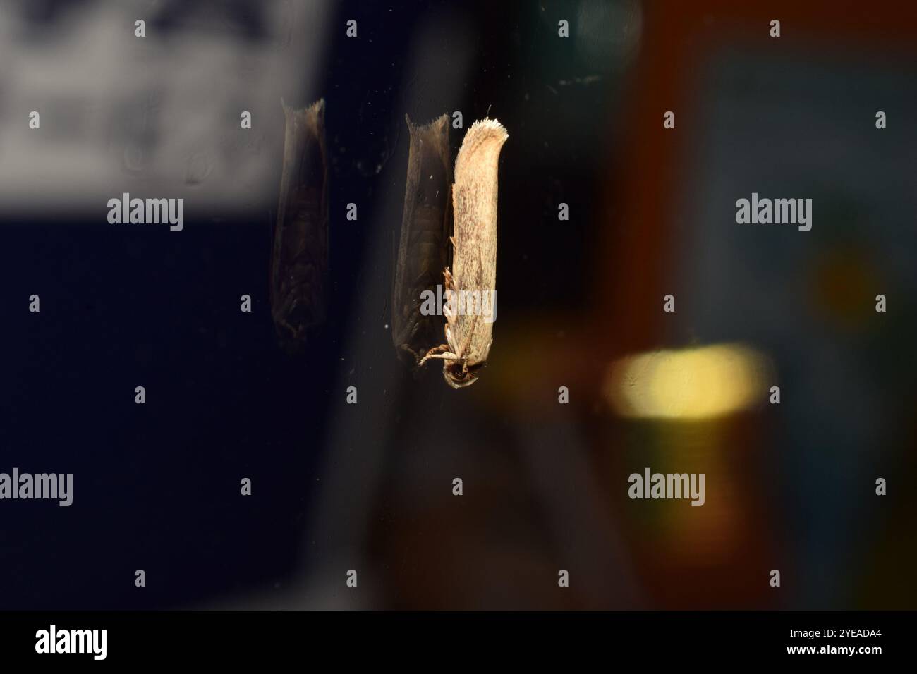 Curved-horn Moths (Gelechioidea Stock Photo - Alamy