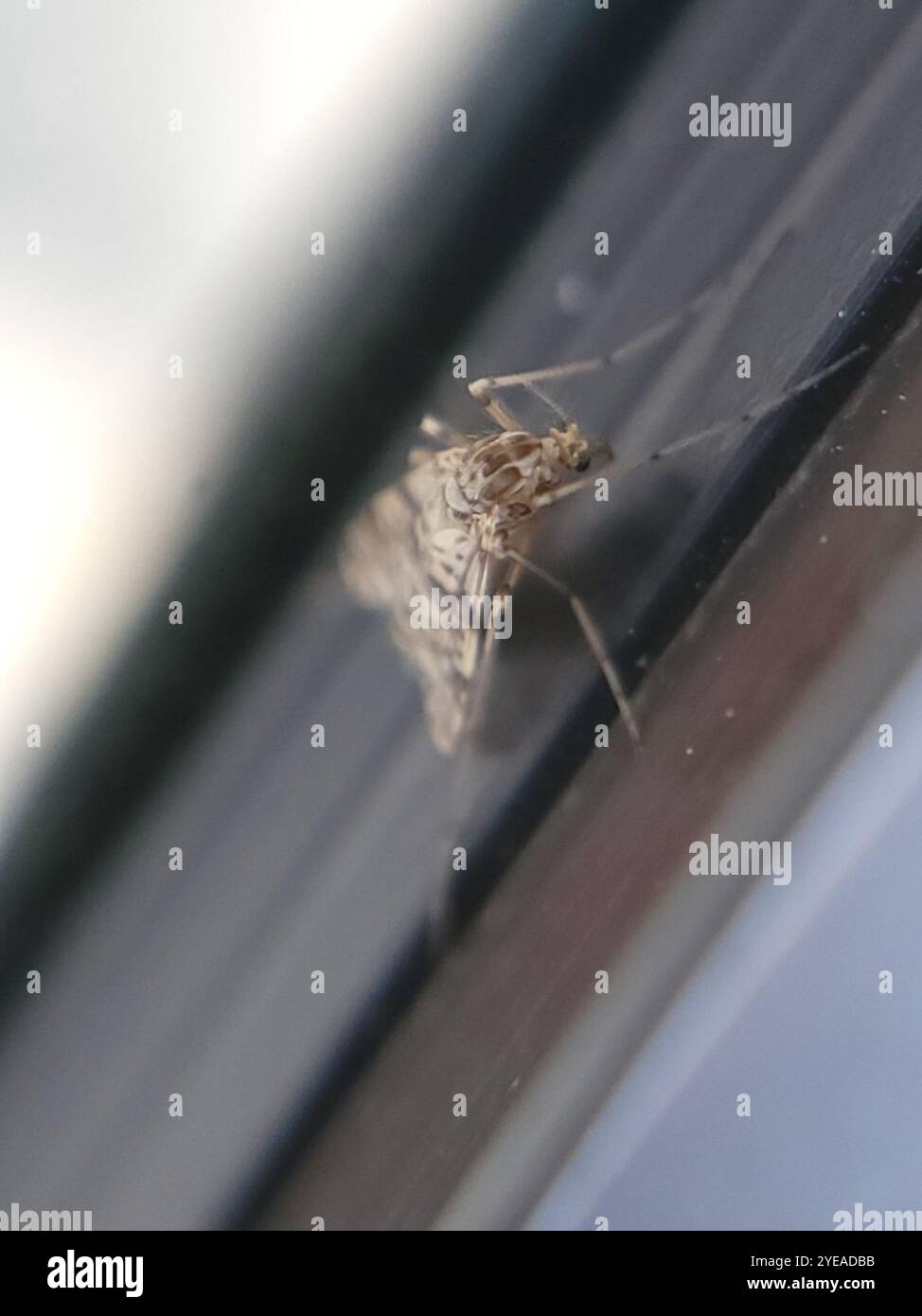 Crambid Snout Moths (Crambidae Stock Photo - Alamy