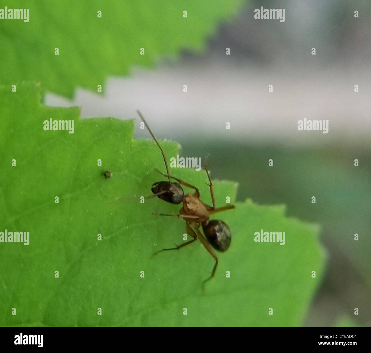Texas Carpenter Ant (Camponotus texanus Stock Photo - Alamy