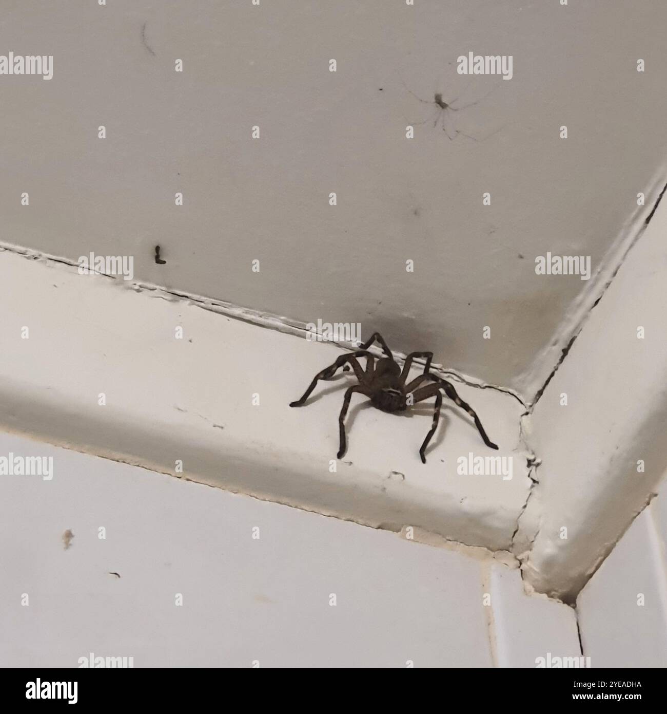 Beautiful Badge Huntsman (Neosparassus calligaster Stock Photo - Alamy