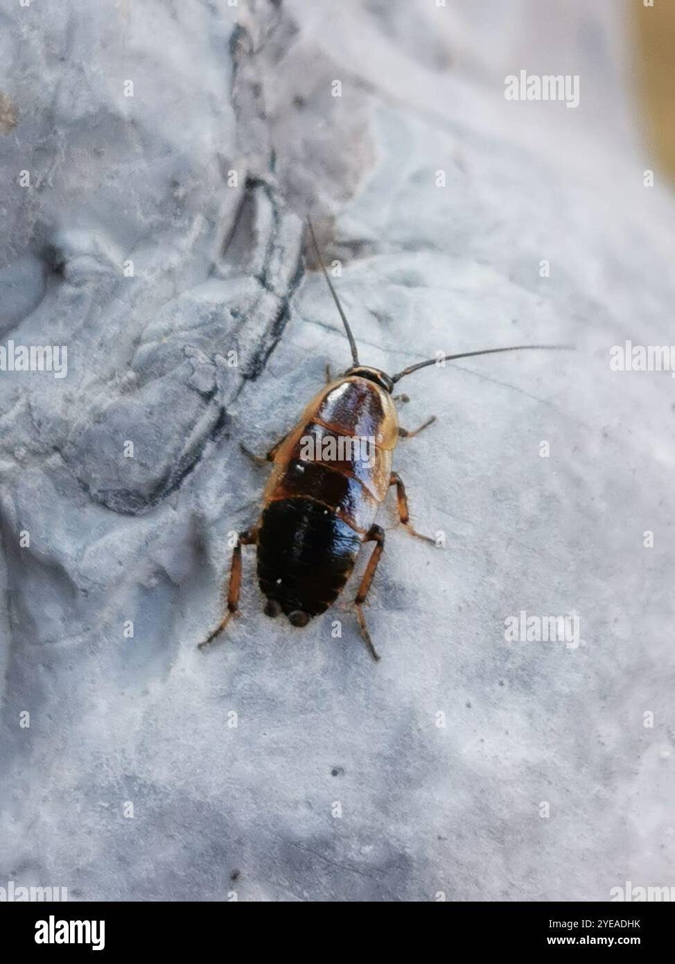 Forest Cockroach (Ectobius sylvestris Stock Photo - Alamy