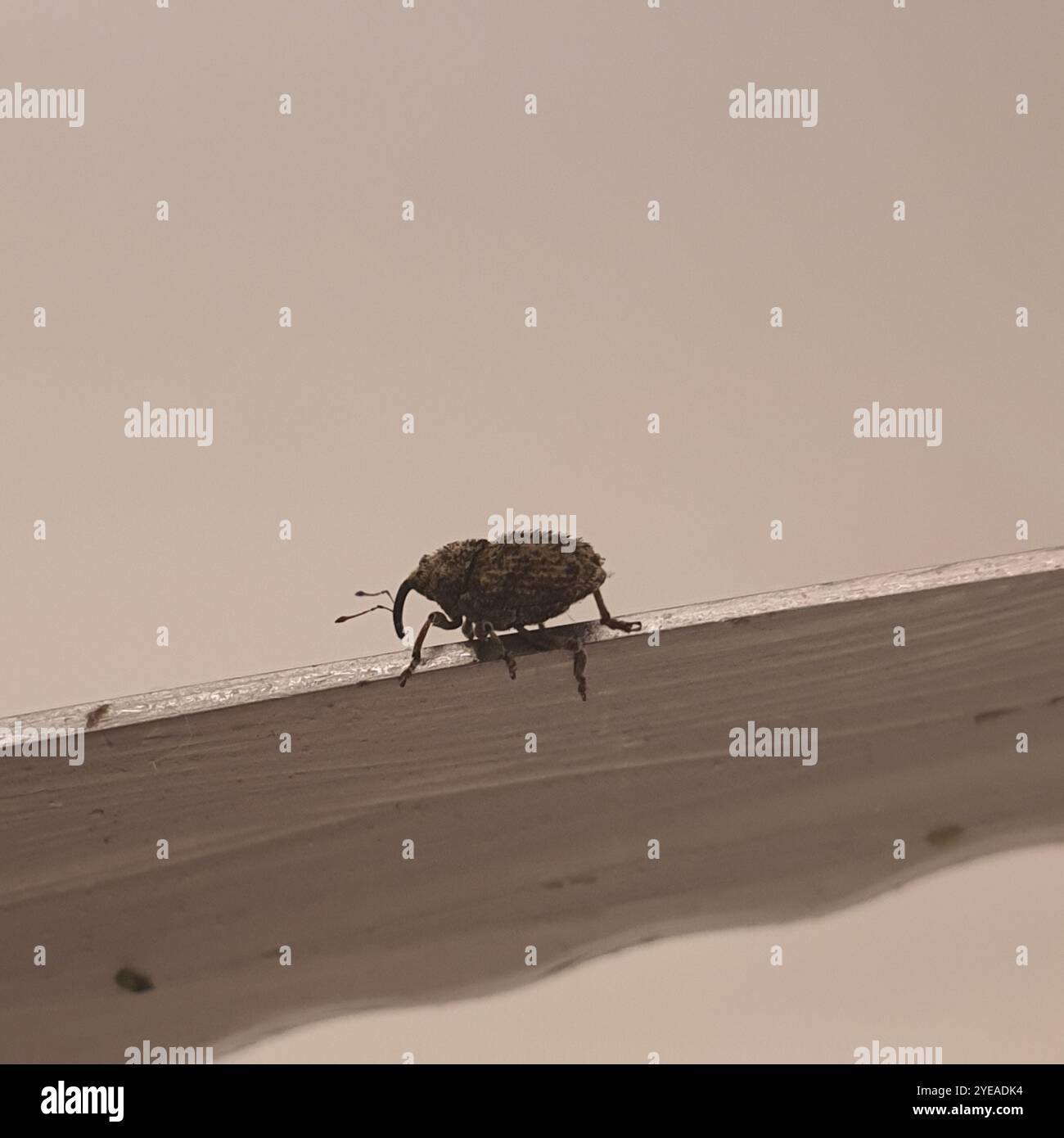 Thistle Crown Weevil (Trichosirocalus horridus Stock Photo - Alamy