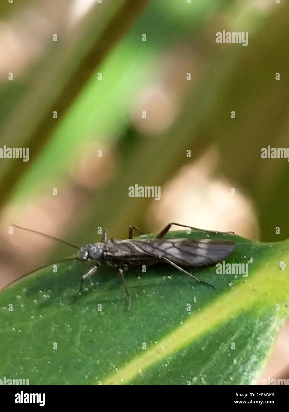 Winter Stoneflies (Taeniopterygidae Stock Photo - Alamy