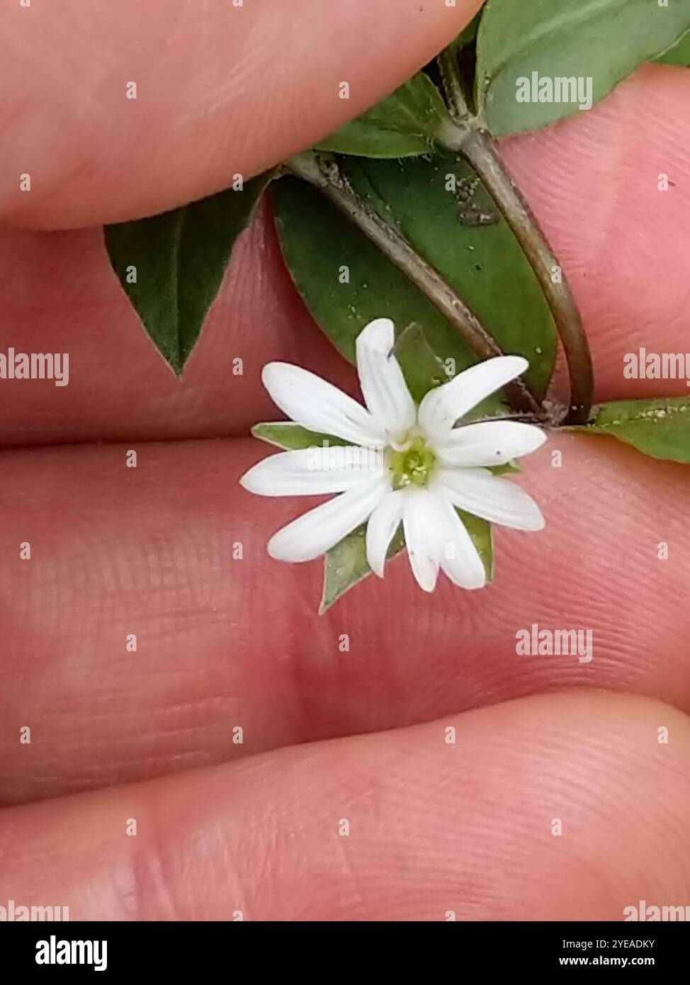 star chickweed (Stellaria pubera Stock Photo - Alamy