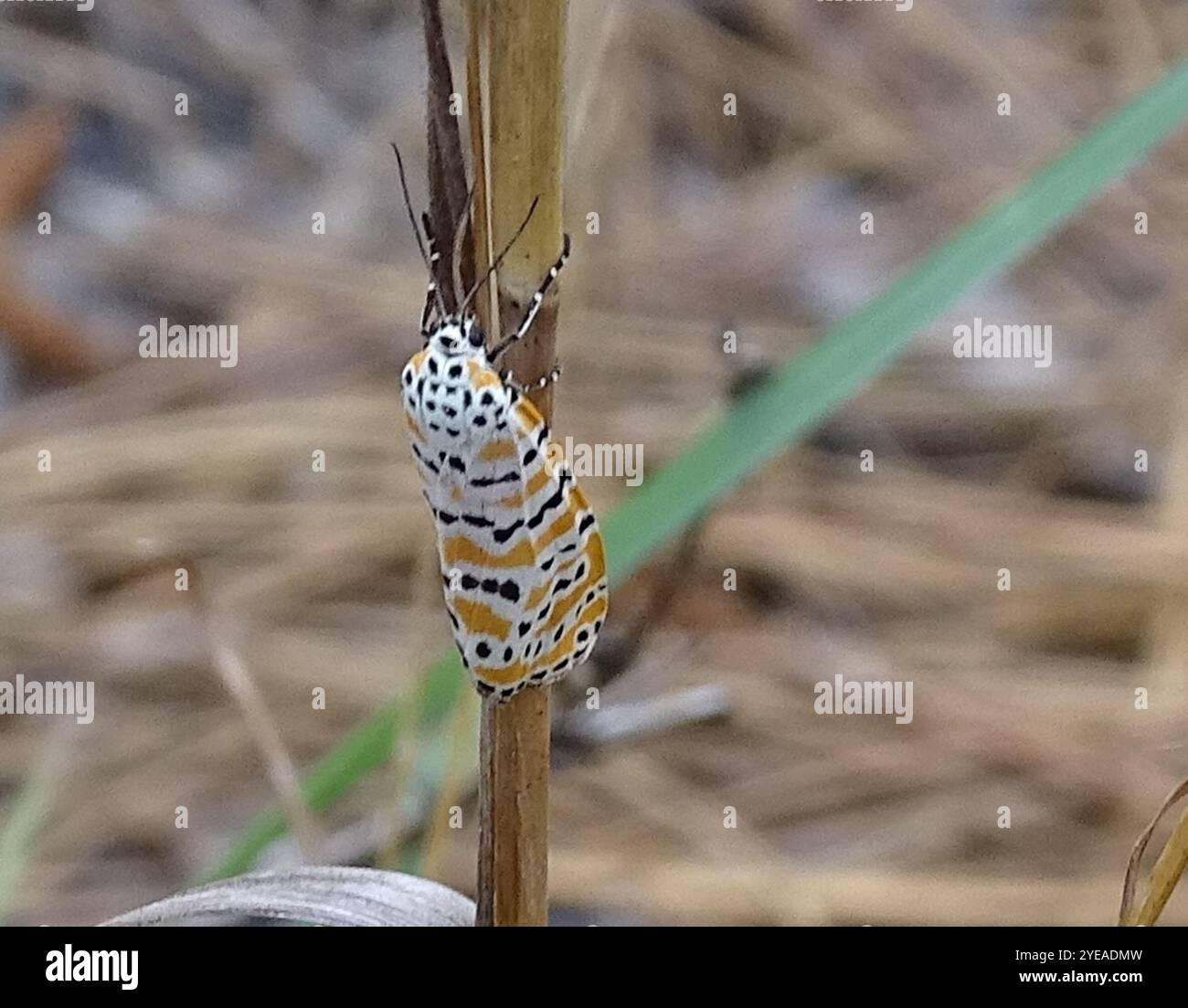 Utetheisa bella hi-res stock photography and images - Alamy