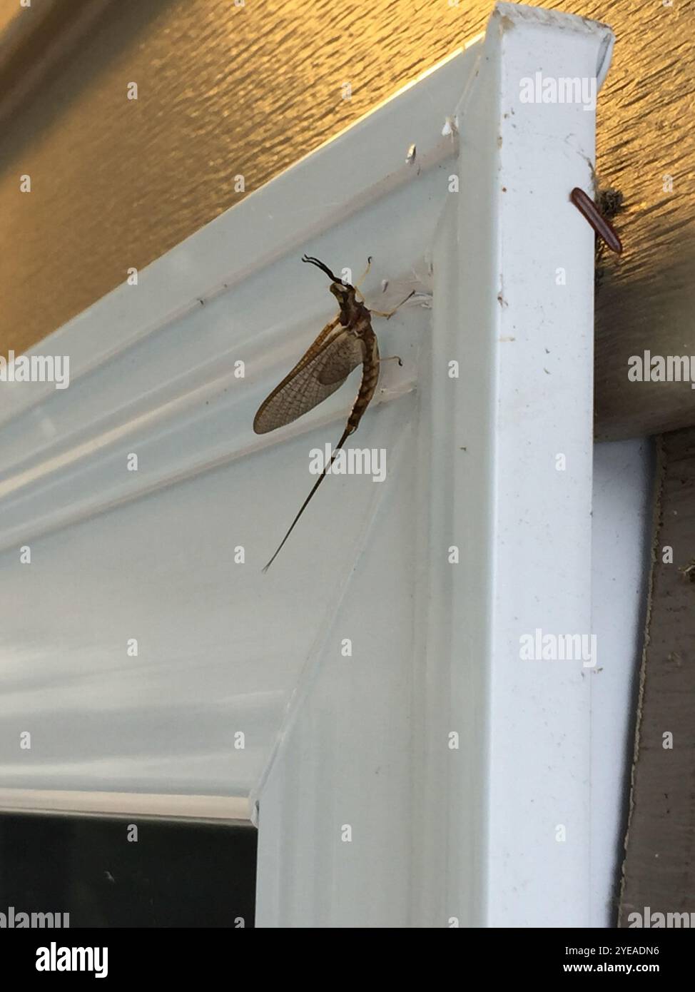 Giant mayfly hexagenia limbata hi-res stock photography and images - Alamy