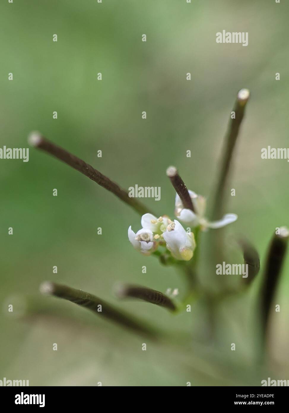 hairy bittercress (Cardamine hirsuta Stock Photo - Alamy