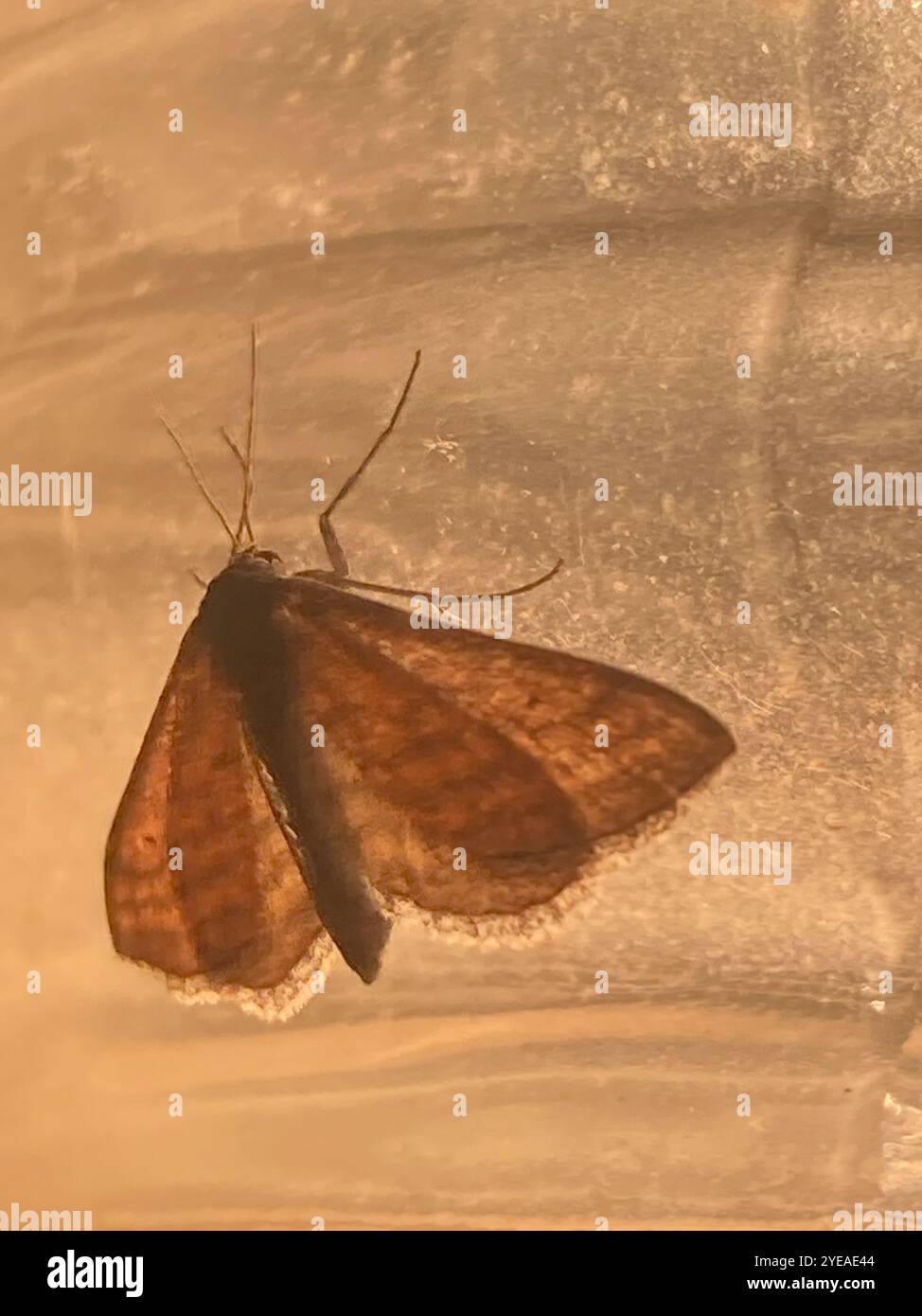 Drab Brown Wave (Lobocleta ossularia Stock Photo - Alamy
