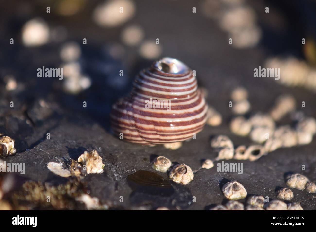 Blue ringed top snail hi-res stock photography and images - Alamy