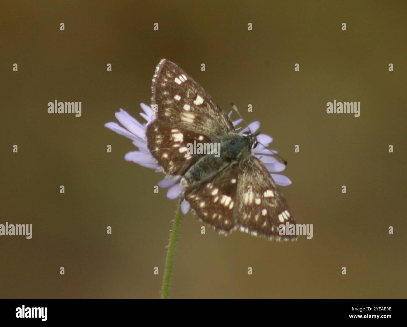 Orbed skipper hi-res stock photography and images - Alamy
