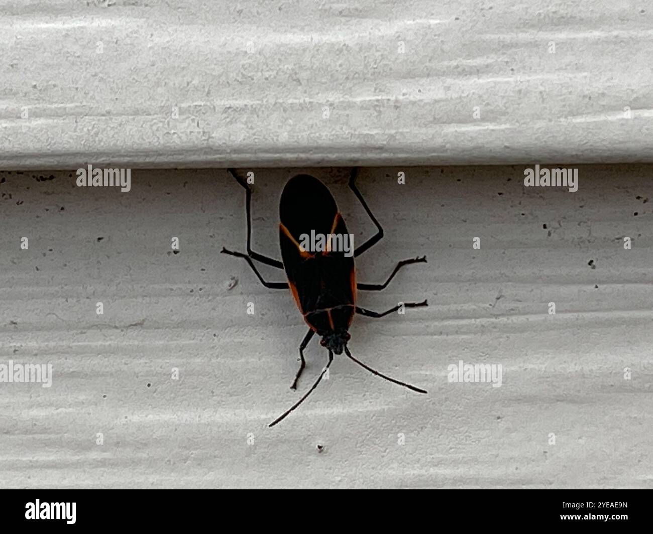 Eastern Boxelder Bug (Boisea trivittata Stock Photo - Alamy
