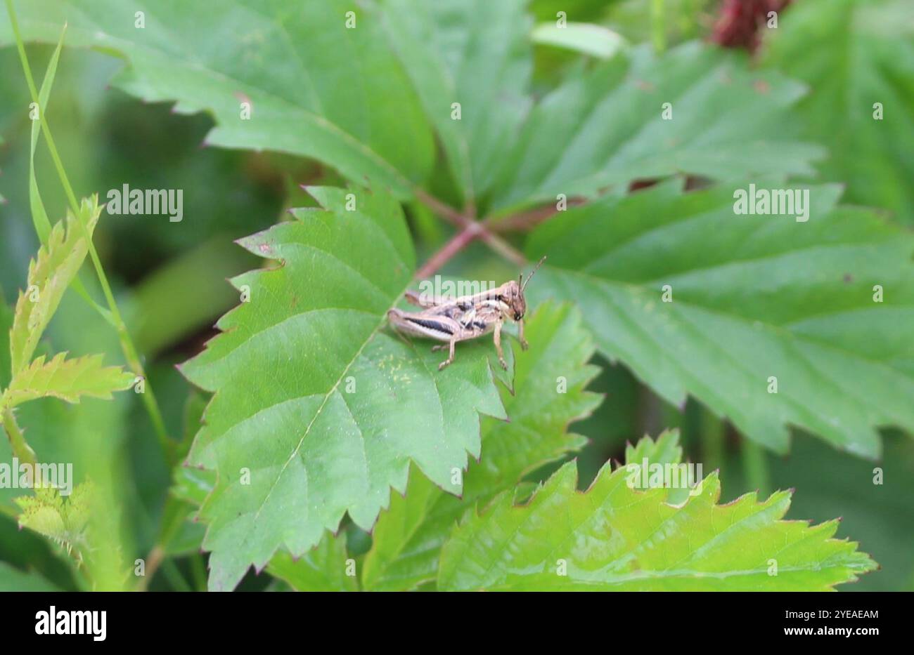 Spur-throated Grasshoppers (Melanoplinae Stock Photo - Alamy