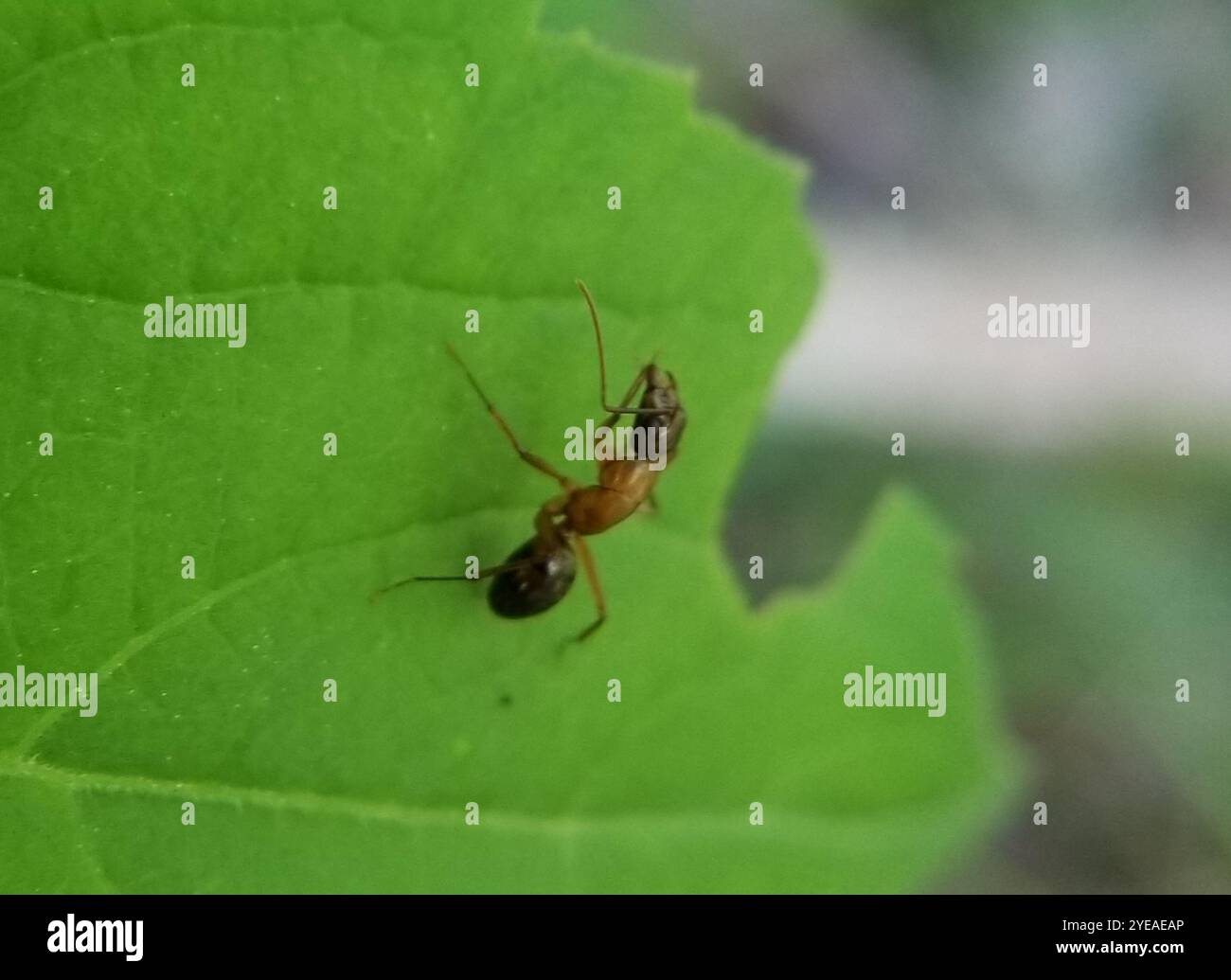 Texas Carpenter Ant (Camponotus texanus Stock Photo - Alamy