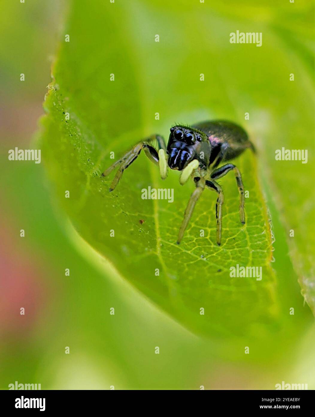 Heliophanus flavipes hi-res stock photography and images - Alamy