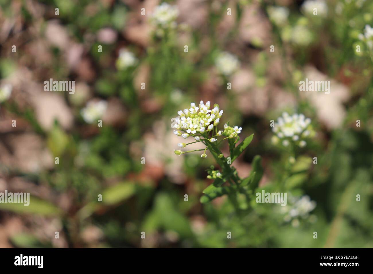 garlic penny-cress (Mummenhoffia alliacea Stock Photo - Alamy