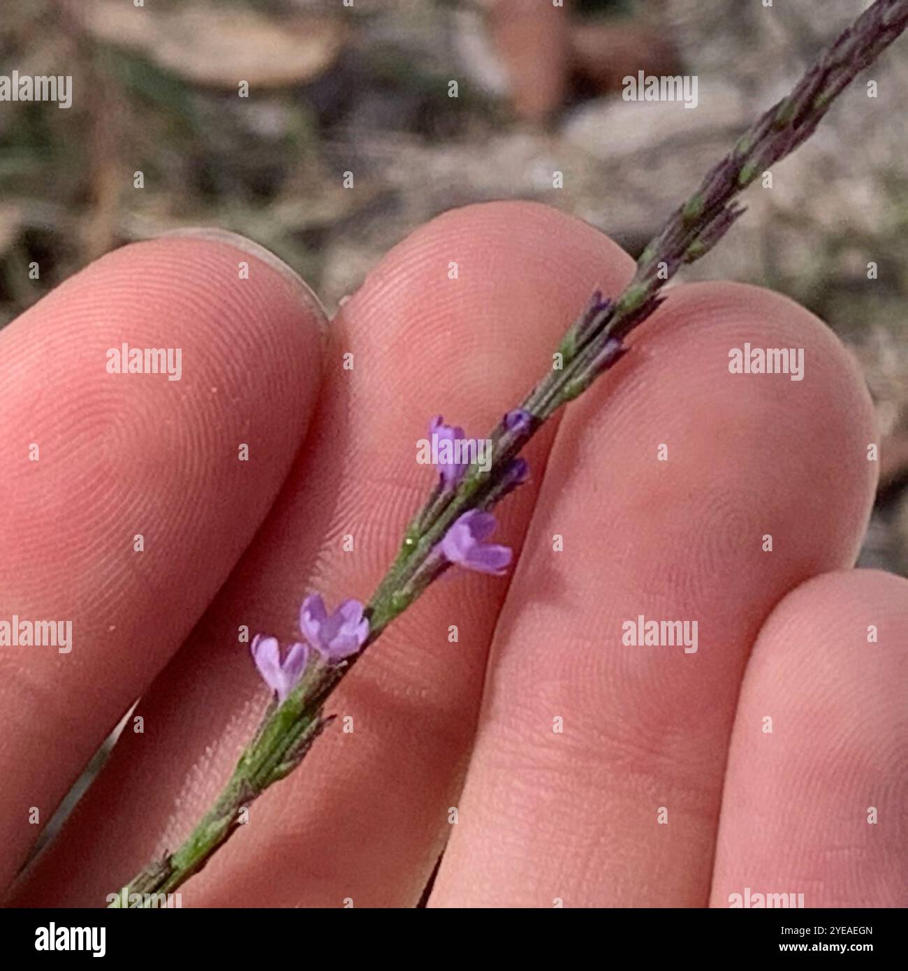 Texas vervain hi-res stock photography and images - Alamy