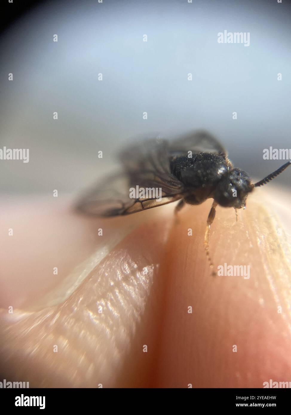 Conifer Sawflies (Diprionidae Stock Photo - Alamy