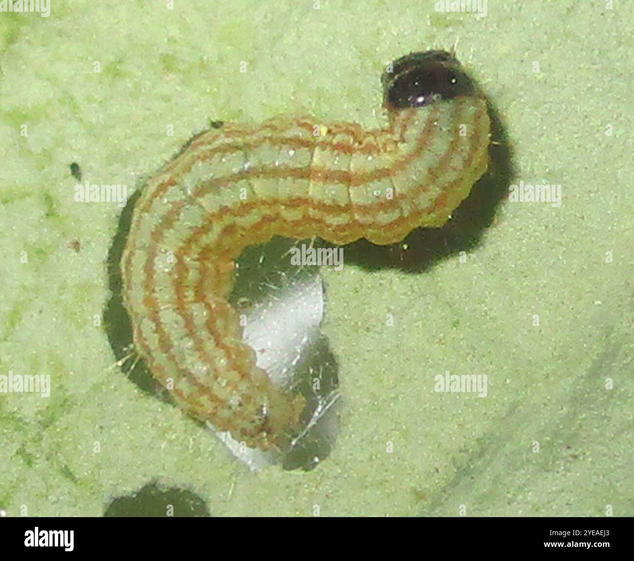 Old World Webworm (Hellula undalis Stock Photo - Alamy