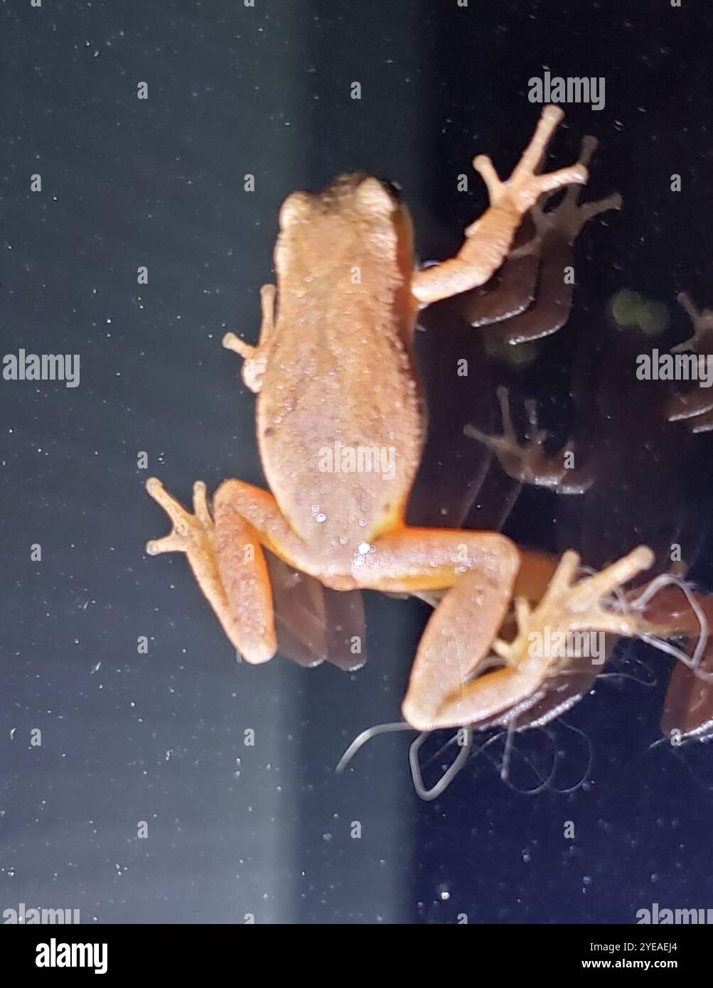 Spring Peeper (Pseudacris crucifer Stock Photo - Alamy
