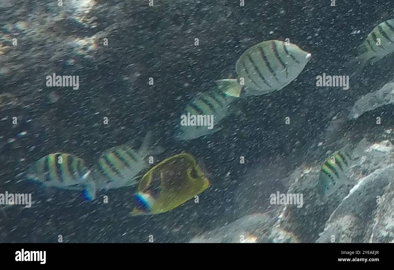 Raccoon Butterflyfish (Chaetodon lunula Stock Photo - Alamy