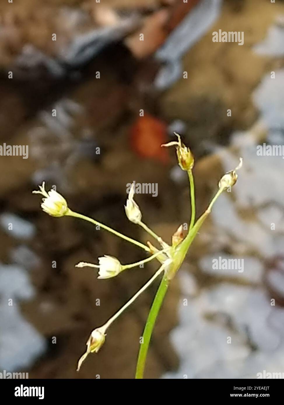 hairy woodrush (Luzula acuminata Stock Photo - Alamy