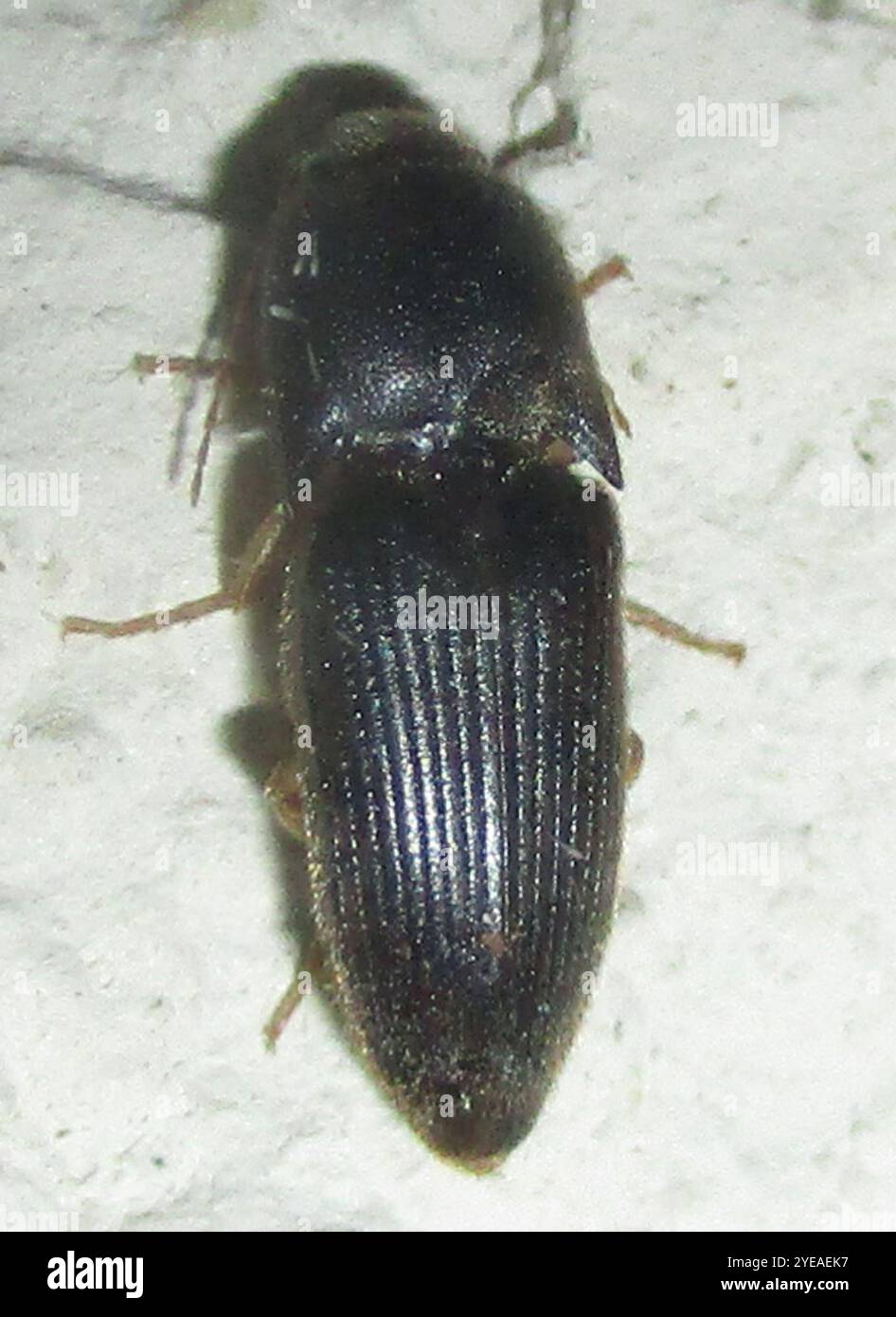 Click Beetles (Elateridae Stock Photo - Alamy