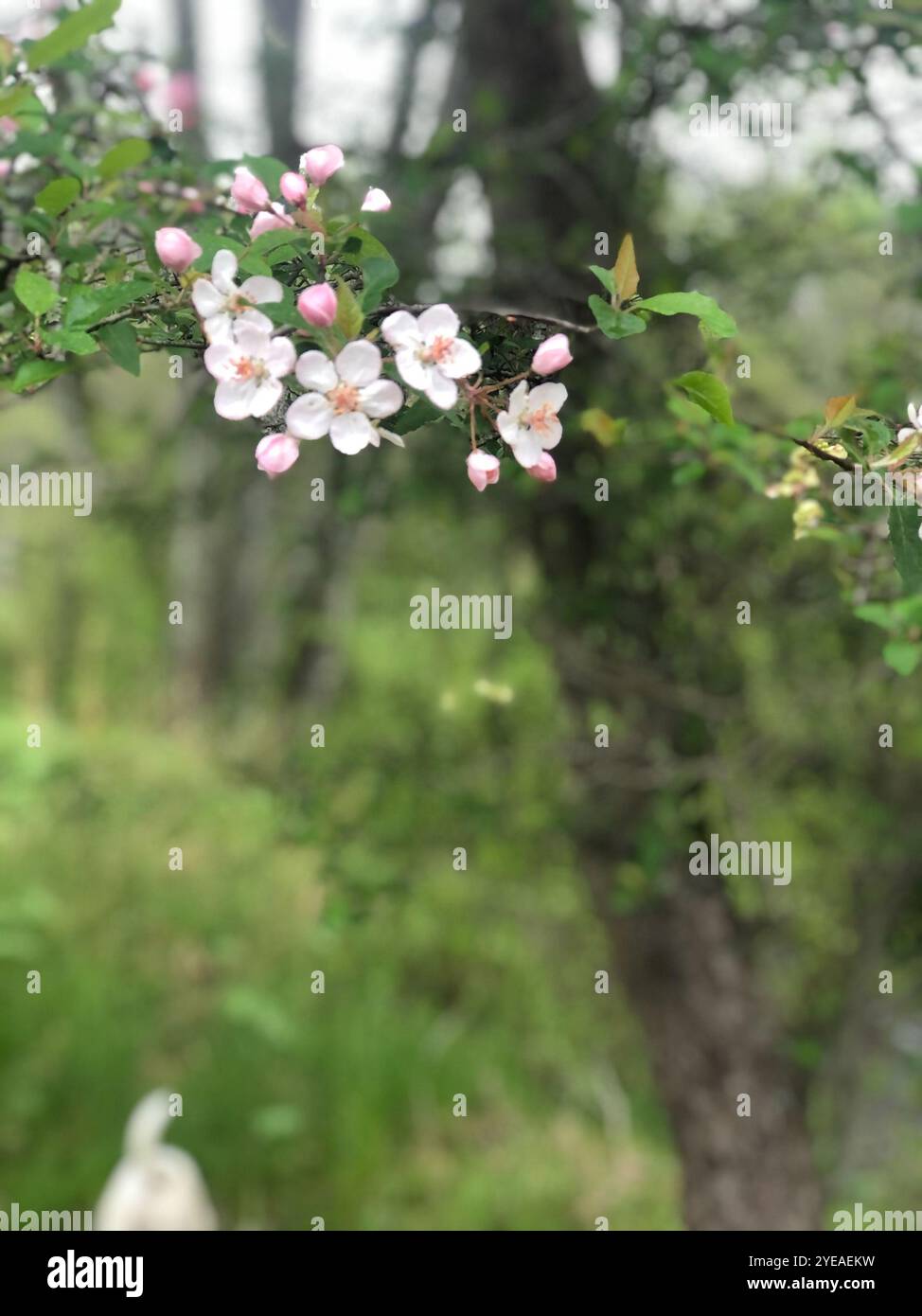 southern crabapple (Malus angustifolia Stock Photo - Alamy