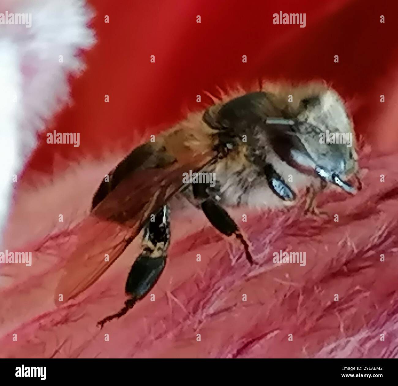 Cape Honey Bee (Apis mellifera capensis Stock Photo - Alamy