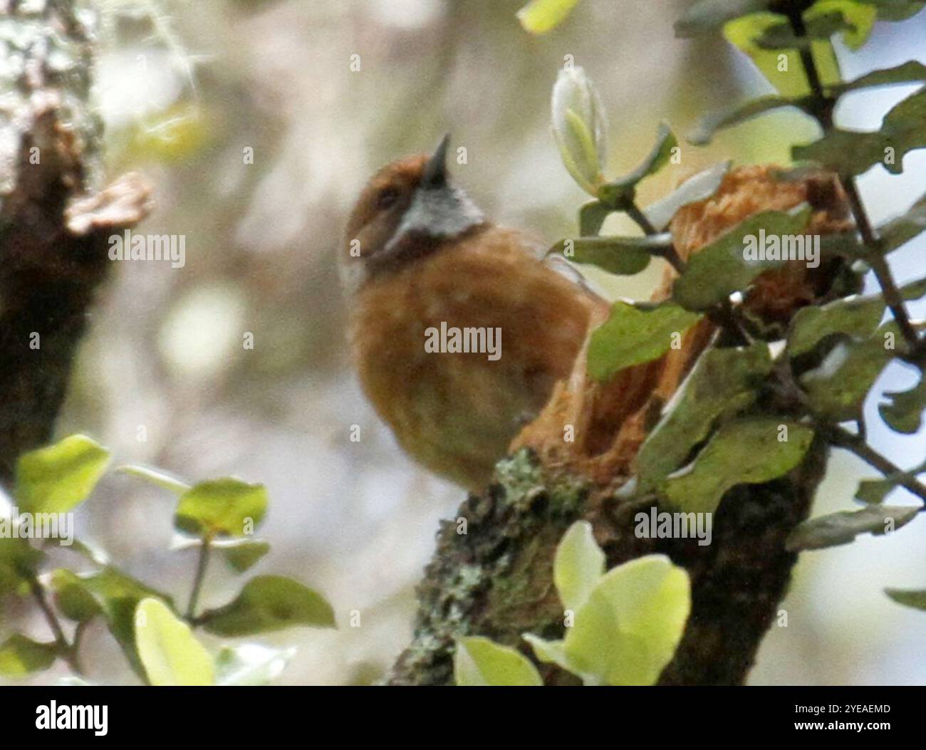 Hawai'i 'Elepaio (Chasiempis sandwichensis Stock Photo - Alamy