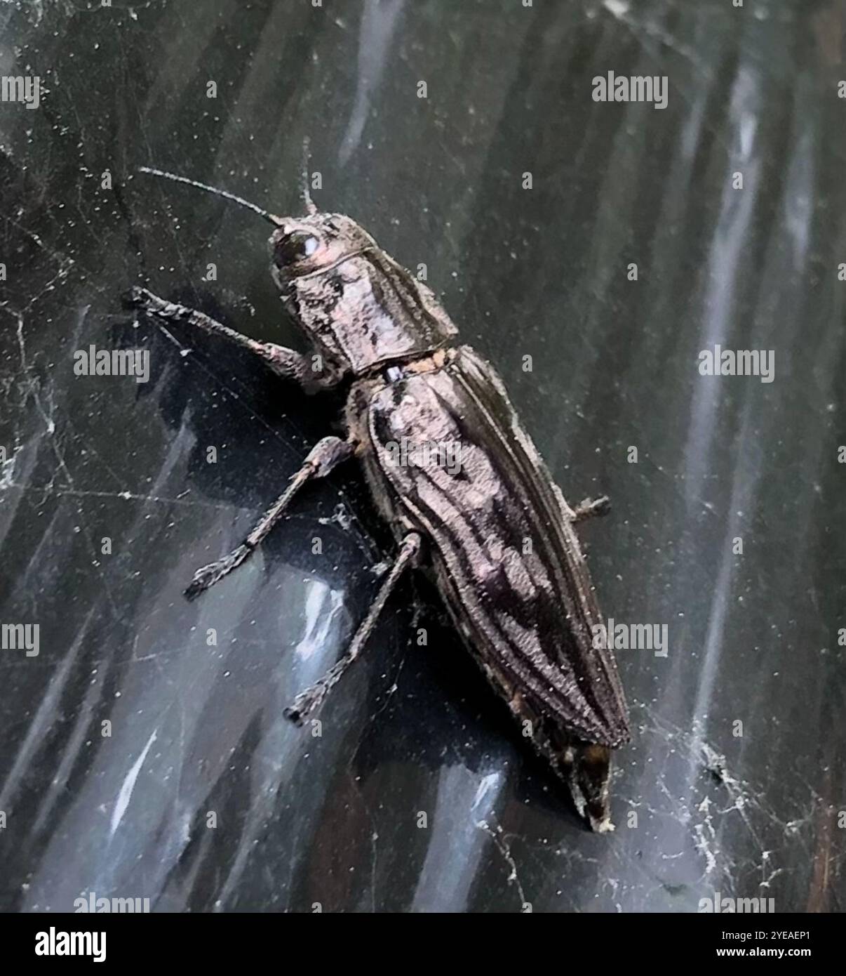 Sculptured Pine Borer (Chalcophora virginiensis Stock Photo - Alamy