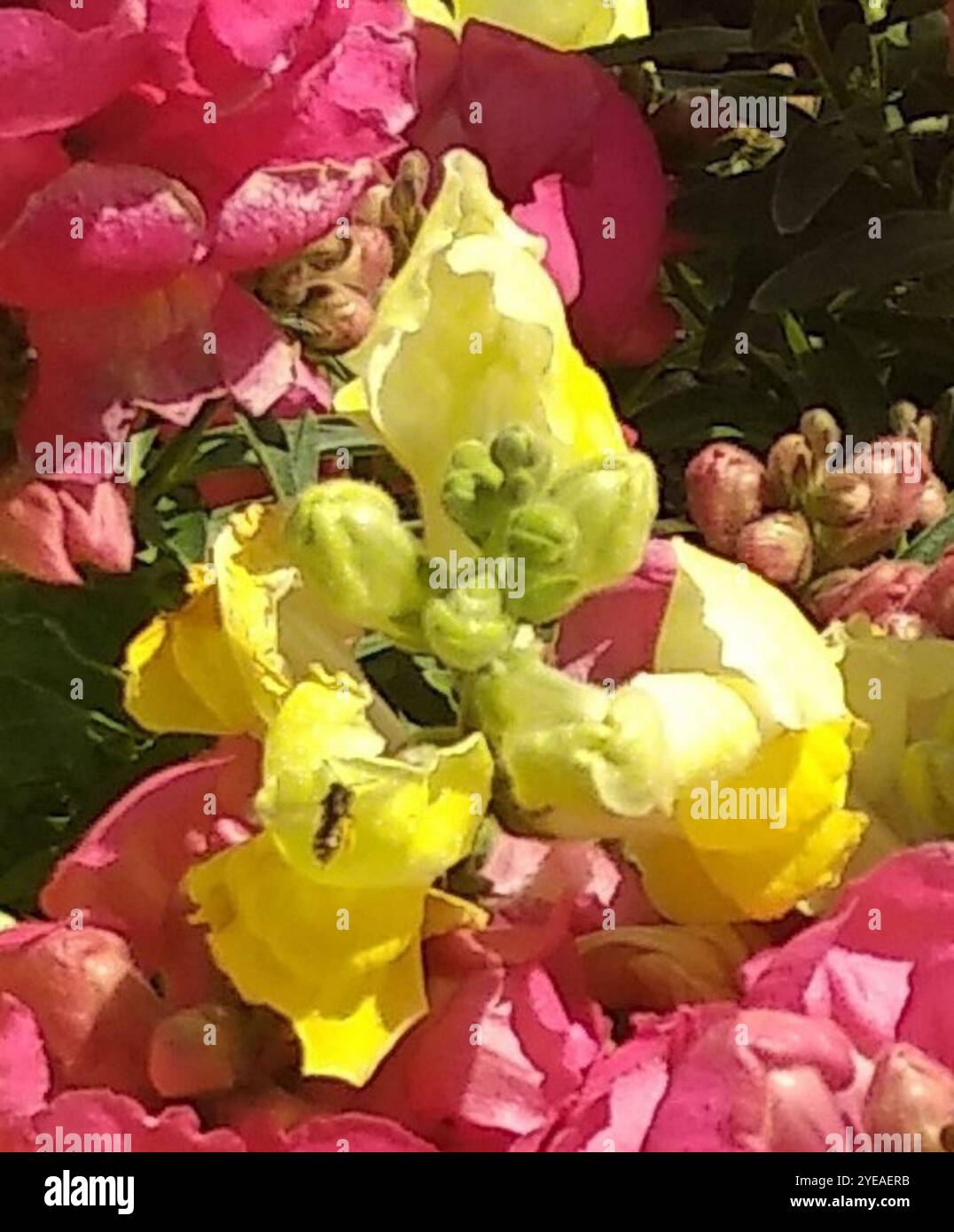 Ants, Bees, Wasps, and Sawflies (Hymenoptera Stock Photo - Alamy