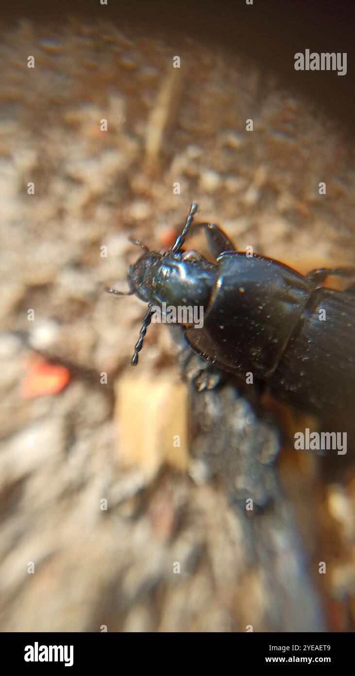 Abax hi-res stock photography and images - Alamy