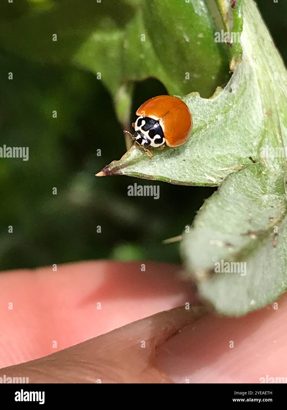 Polished Lady Beetle (Cycloneda munda Stock Photo - Alamy