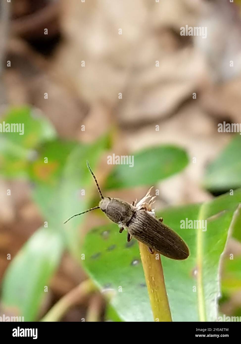 Cylindrical Click Beetle (Sylvanelater cylindriformis Stock Photo - Alamy