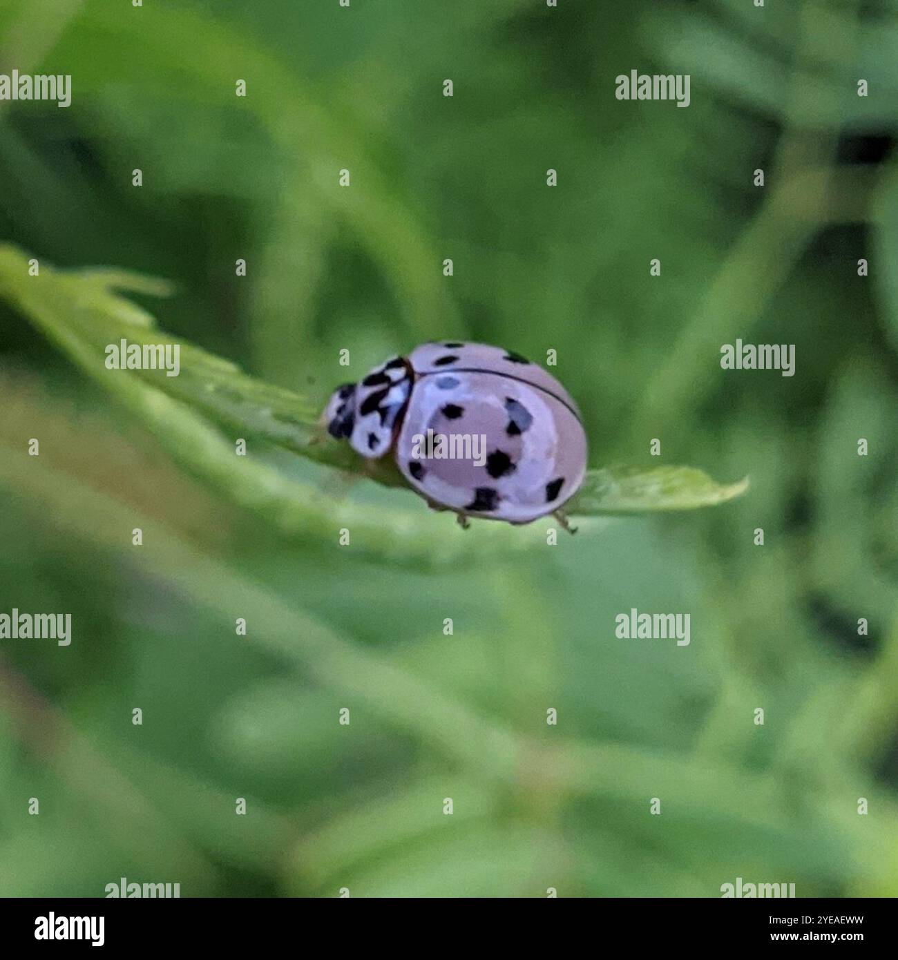 Ashy gray lady beetle, hi-res stock photography and images - Alamy