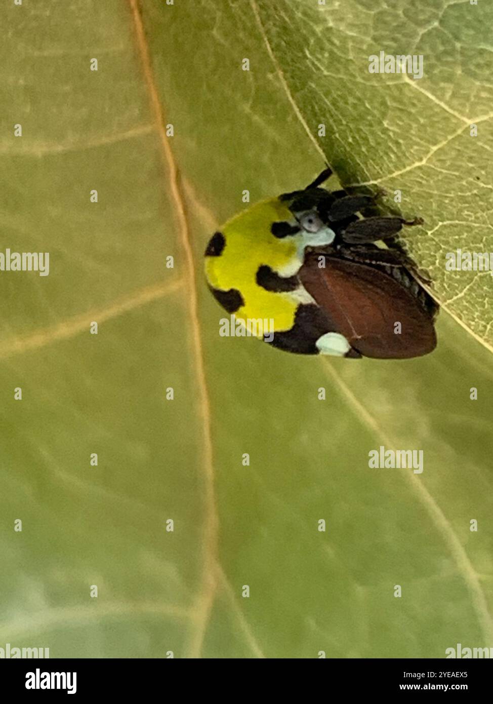 Mexican Treehopper (Membracis mexicana Stock Photo - Alamy