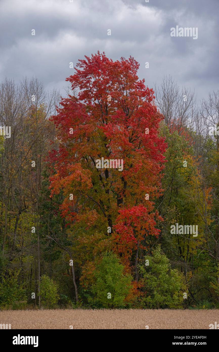 Ontario fall colours during autumn. Vibrant trees create a beautiful ...