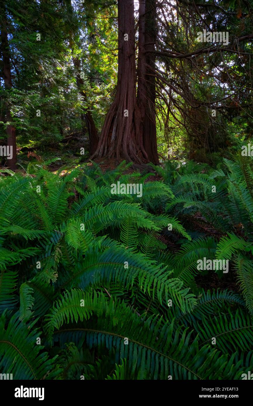 Natural beauty of the ferns and red cedar trees (Thuja plicata) in the ...