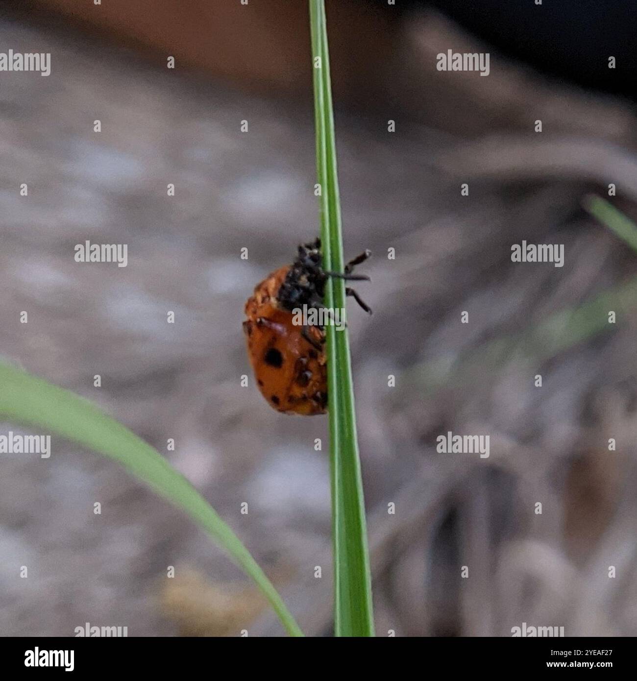 Black-spotted Lady Beetles (Coccinellini Stock Photo - Alamy