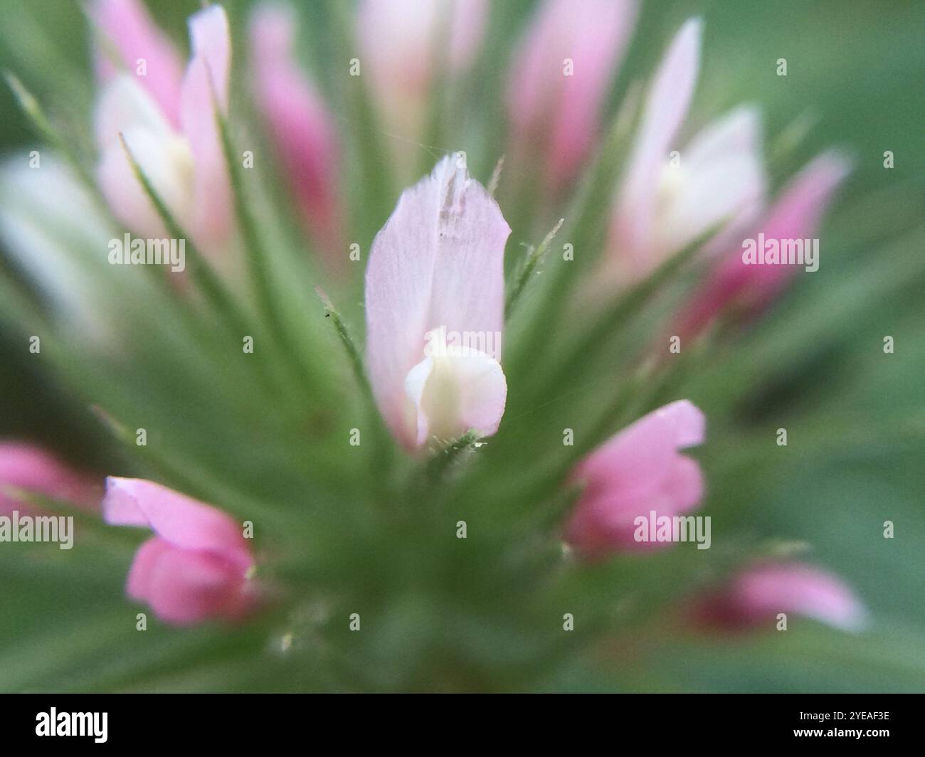Star Clover (Trifolium stellatum Stock Photo - Alamy
