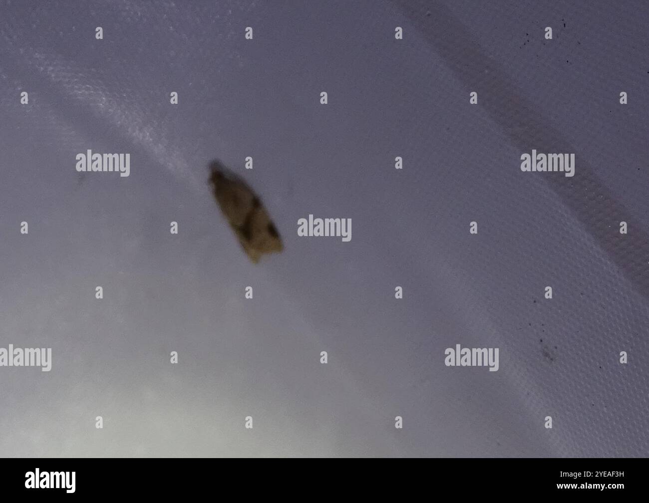 Garden Tortrix (Clepsis peritana Stock Photo - Alamy
