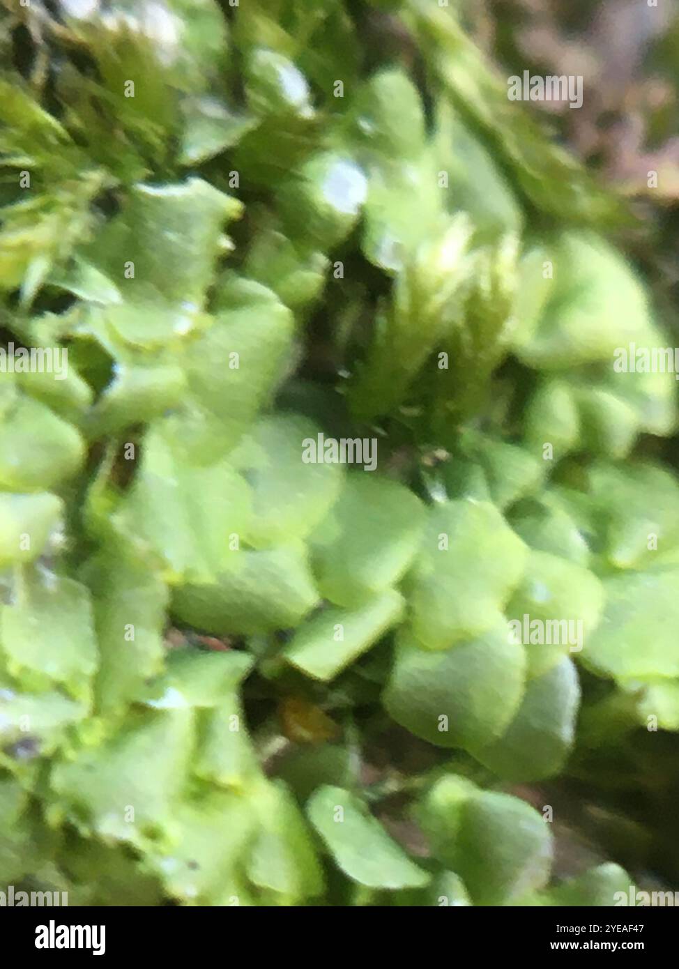 Radula complanata hi-res stock photography and images - Alamy