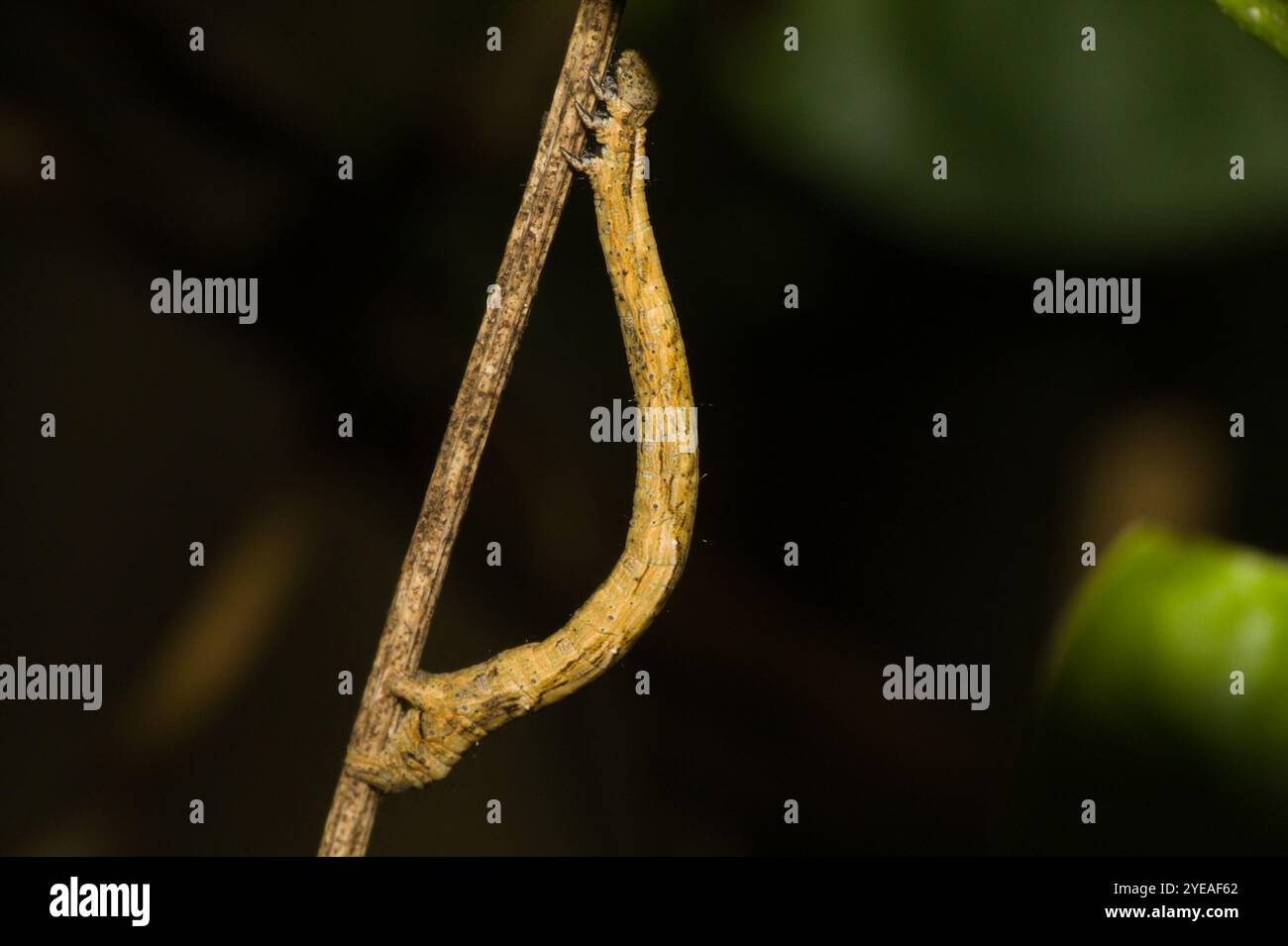 Geometer Moths (Geometridae Stock Photo - Alamy