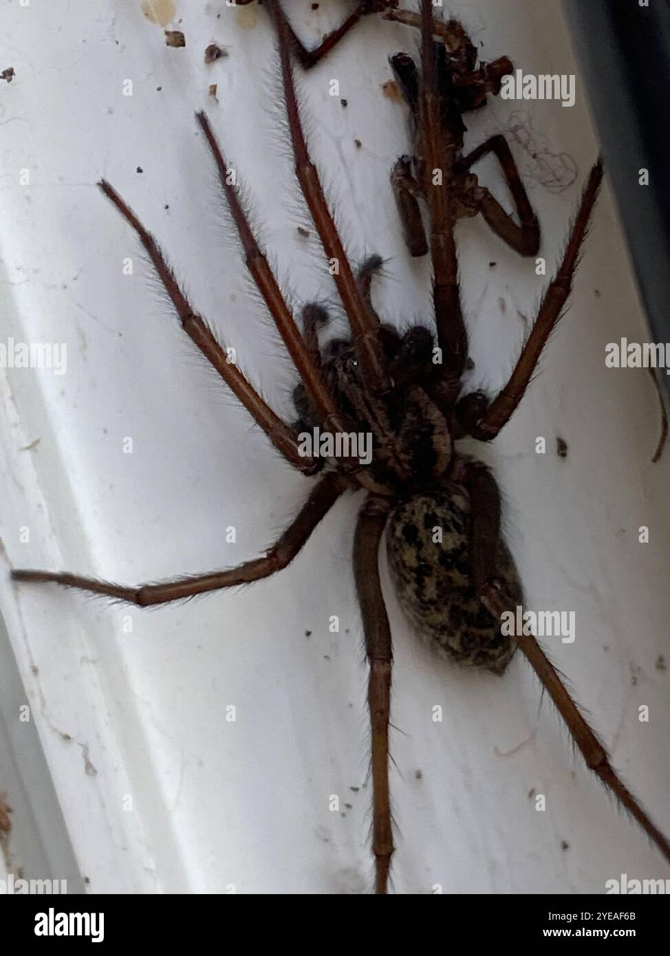 Giant House Spider (Eratigena atrica Stock Photo - Alamy